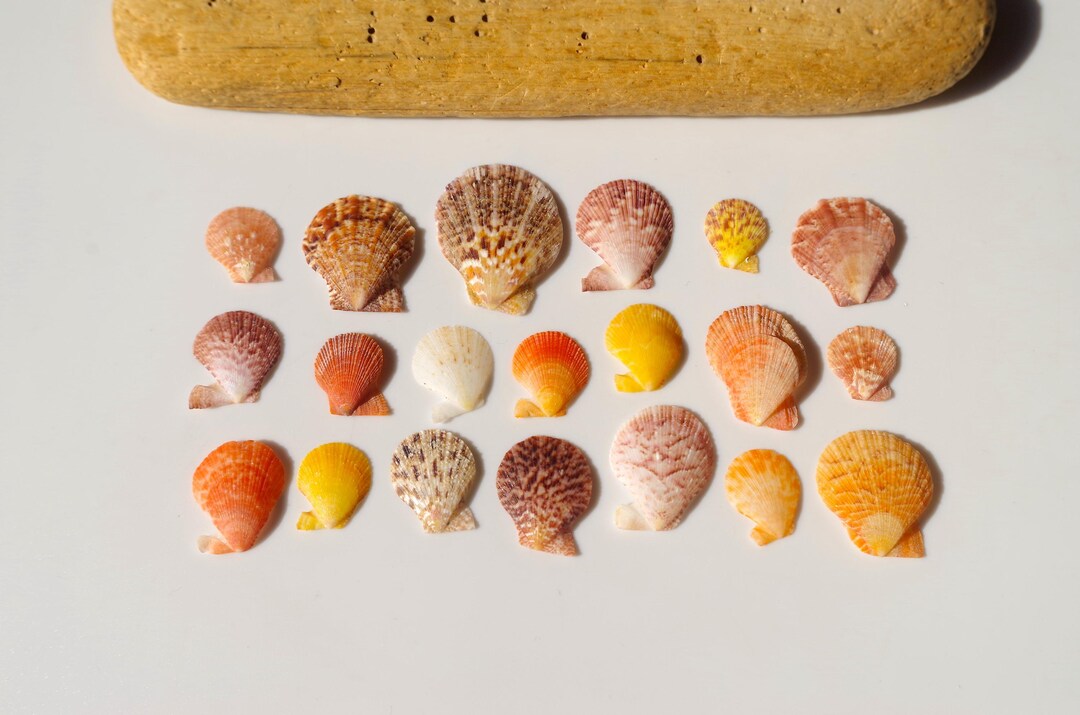 RARE Color / Japanese Sea Shells / Japanese Pecten / 100 Genuine E-54 ...