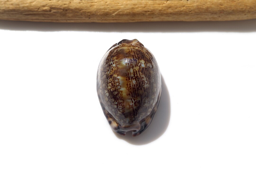 Japanese Arabian Cowry / Cypraea Arabica / Japanese Cowrie / Cowry ...