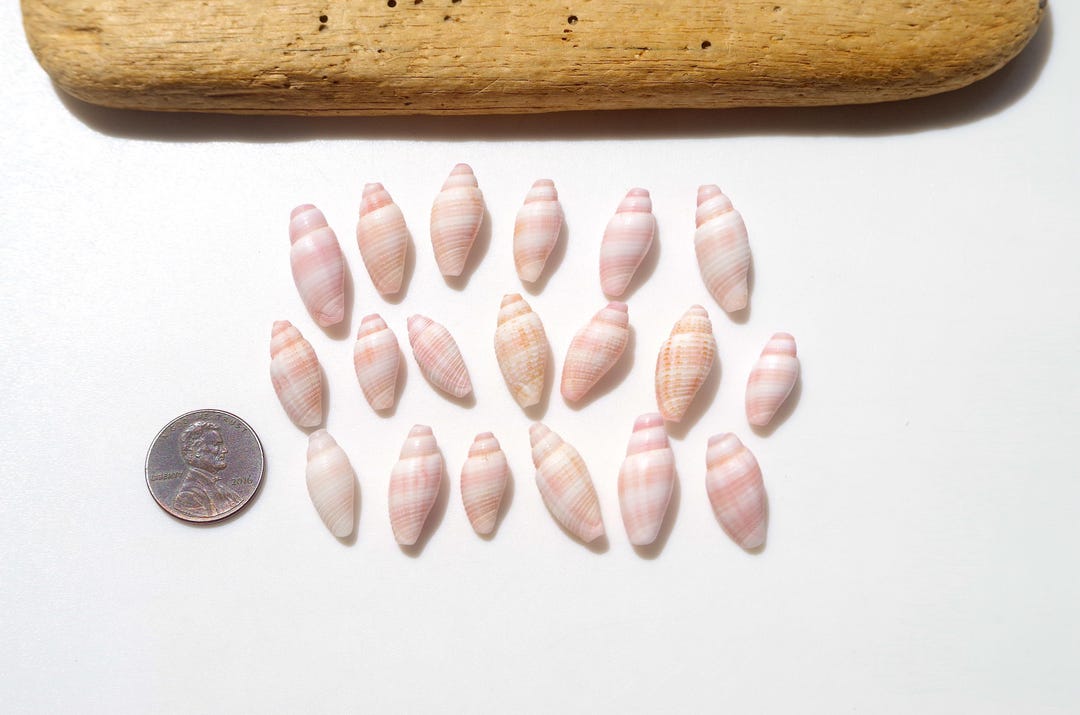 SUPER RARE / Miters / Roseomitra Rosacea / Japanese Shell / Sea Shells ...