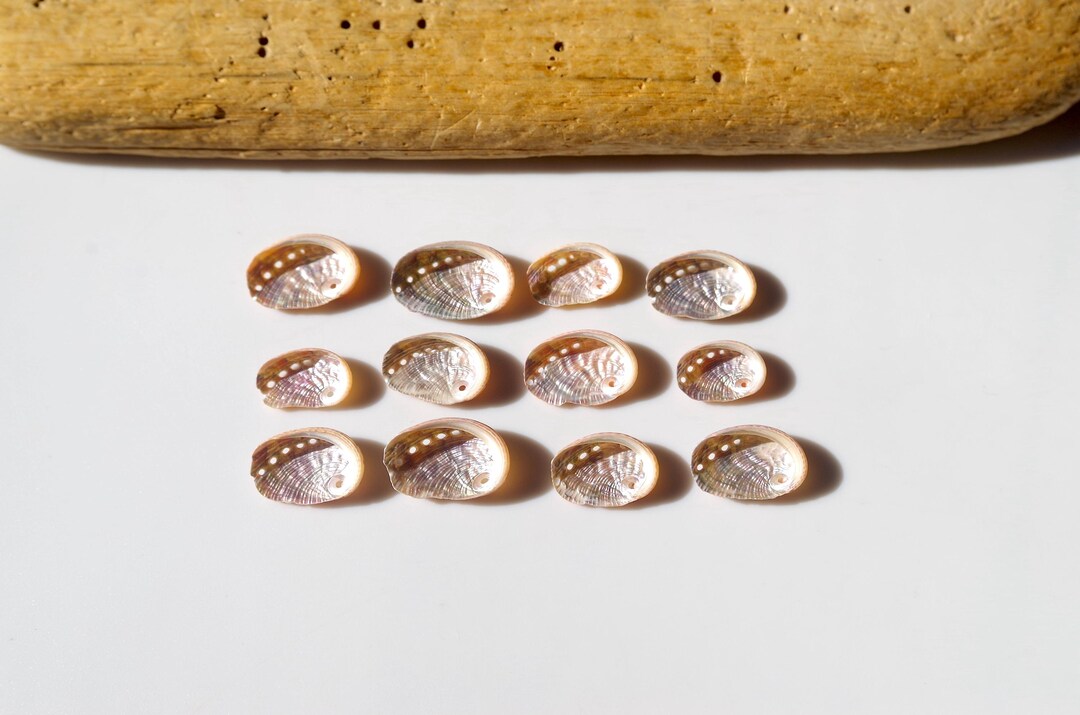 SUPER RARE / Tiny Abalone Shell / Small Size / Sea Shells / 100% ...