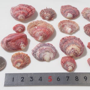 Spondylus / Spiny Oysters / Japanese Sea Shells / Japanese Pecten / 100 ...