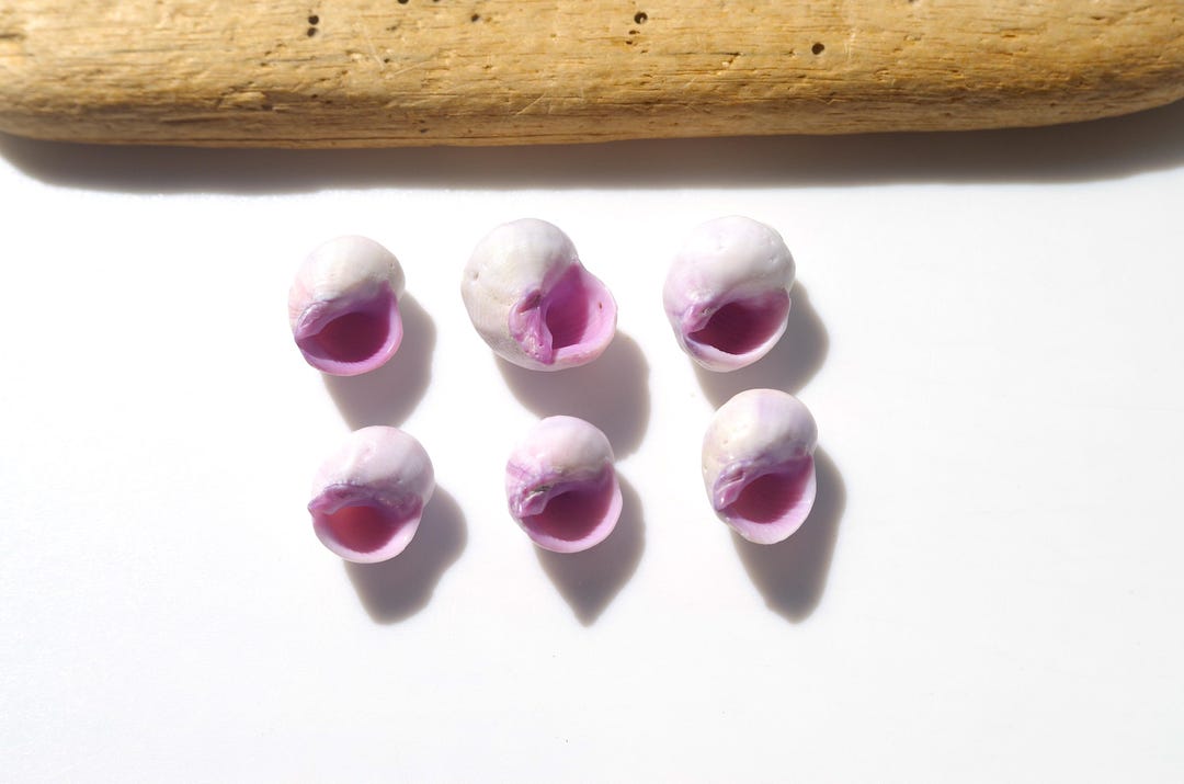 SUPER RARE / Okinawa Purple Shell / Japanese Sea Shell/ 100% Genuine ...