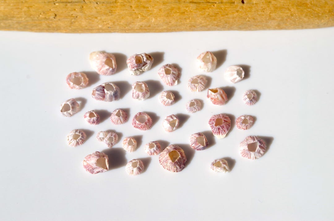 RARE / Tiny Japanese Barnacles / Sea Shells / 100% Natural & Genuine ...