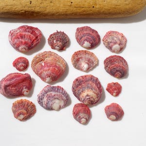 Spondylus / Spiny Oysters / Japanese Sea Shells / Japanese Pecten / 100 ...
