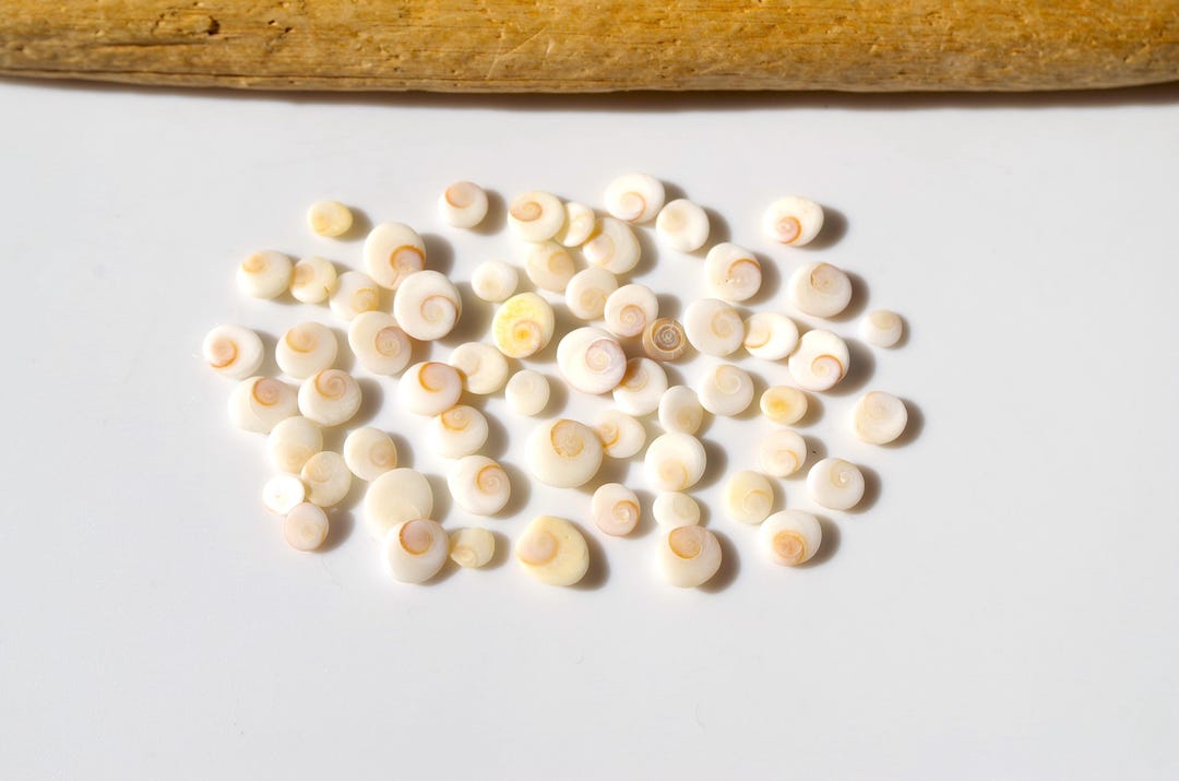 SUPER Tiny / Japanese Turban Shell Lid / Sea Shells / 100% Natural ...