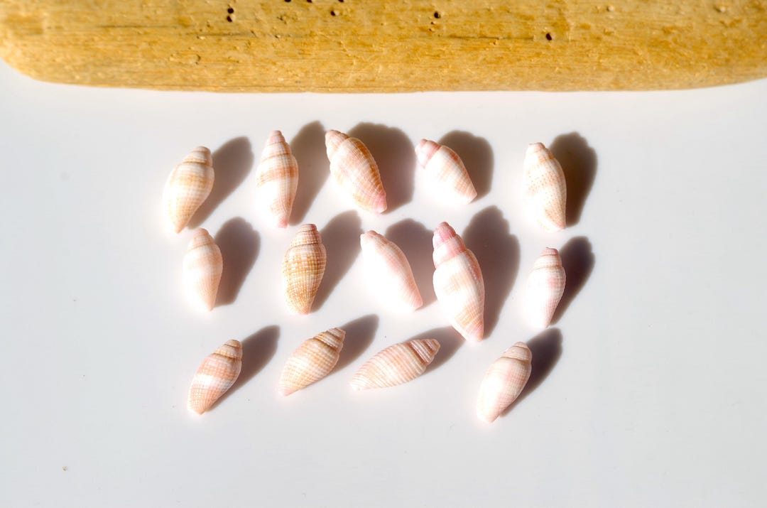 SUPER RARE / Miters / Roseomitra Rosacea / Japanese Shell / Sea Shells ...