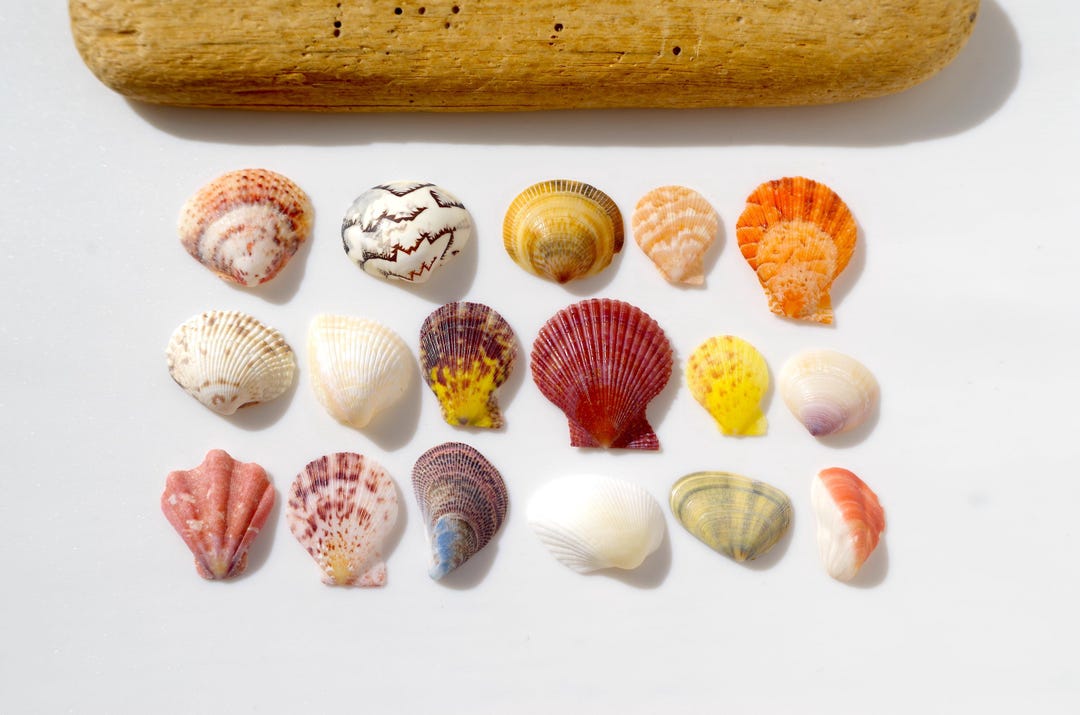 Various Small Japanese Clams / Scallop / Pecten / Japan Sea Shell / 100 ...