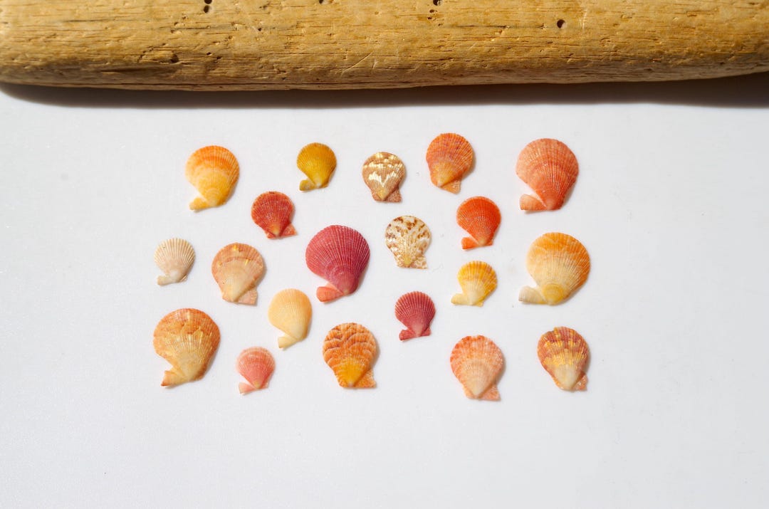 Tiny / RARE Various Color / Japanese Sea Shells / Japanese Pecten / 100 ...