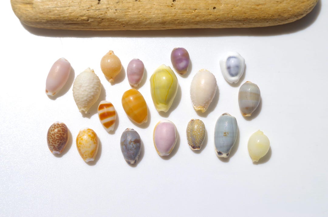 Various Cowrie / Japanese Cowry / Sea Shells / 100% Natural & Genuine ...