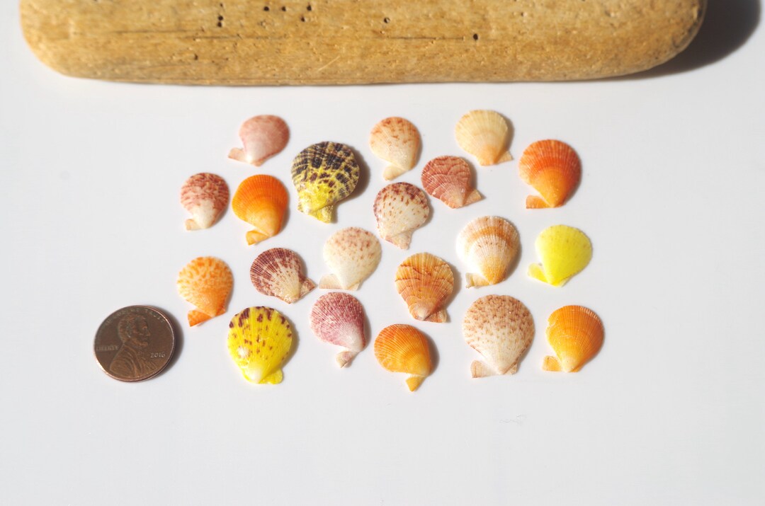 Various Color / Japanese Sea Shells / Japanese Pecten / 100 Genuine D ...