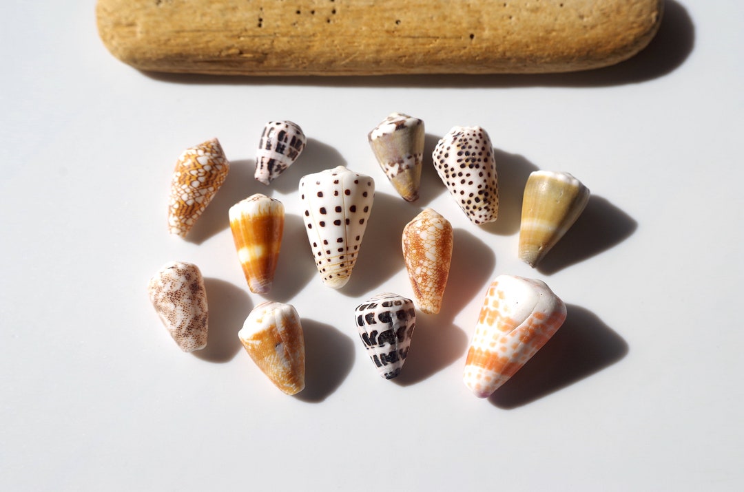 Japanese Cone Shell / Sea Shells / 100% Natural & Genuine / for ...