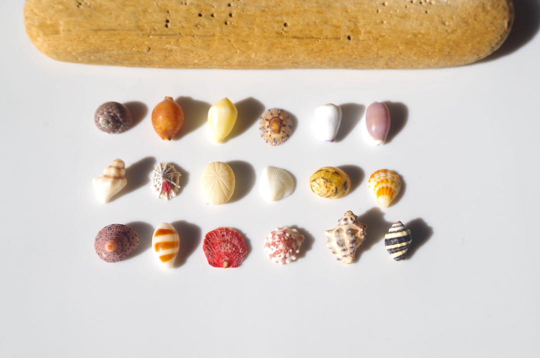 Various Japanese Shell / Sea Shells / 100% Natural & Genuine / for ...