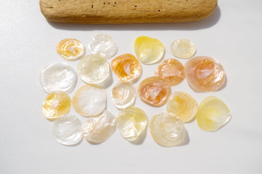 Flat Shape / Japanese Jingle Shells / Anomia Chinensis / 100% Genuine ...