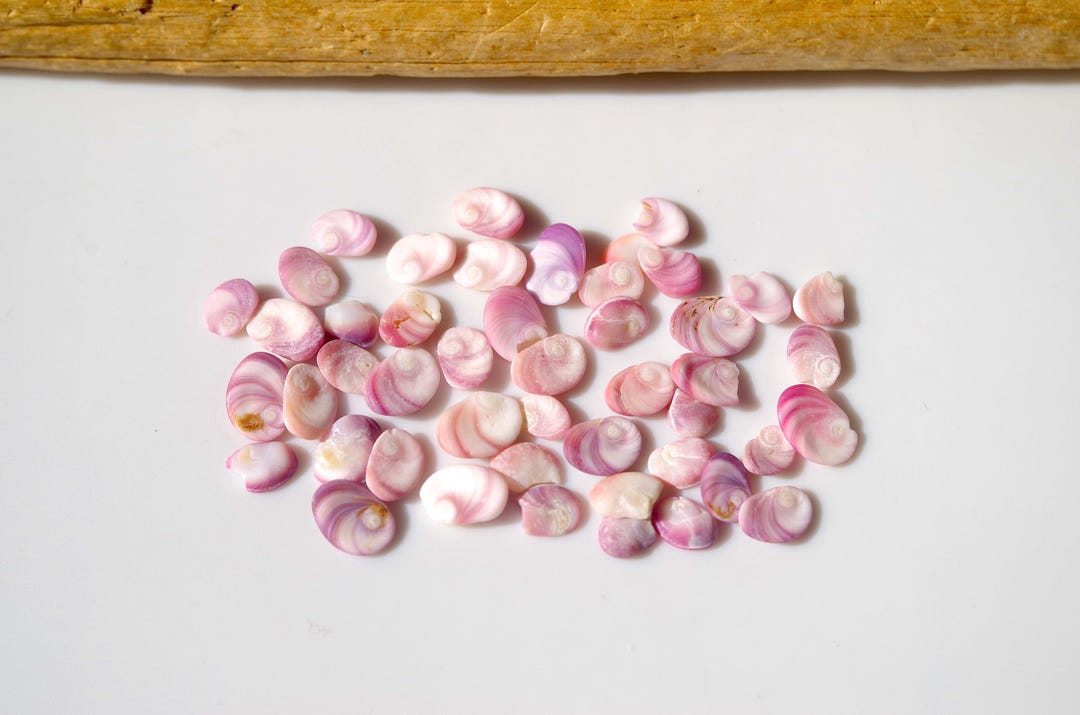 Broken Tiny Conch Shell's Lid / Astralium Haema / Japanese Sea Shells ...