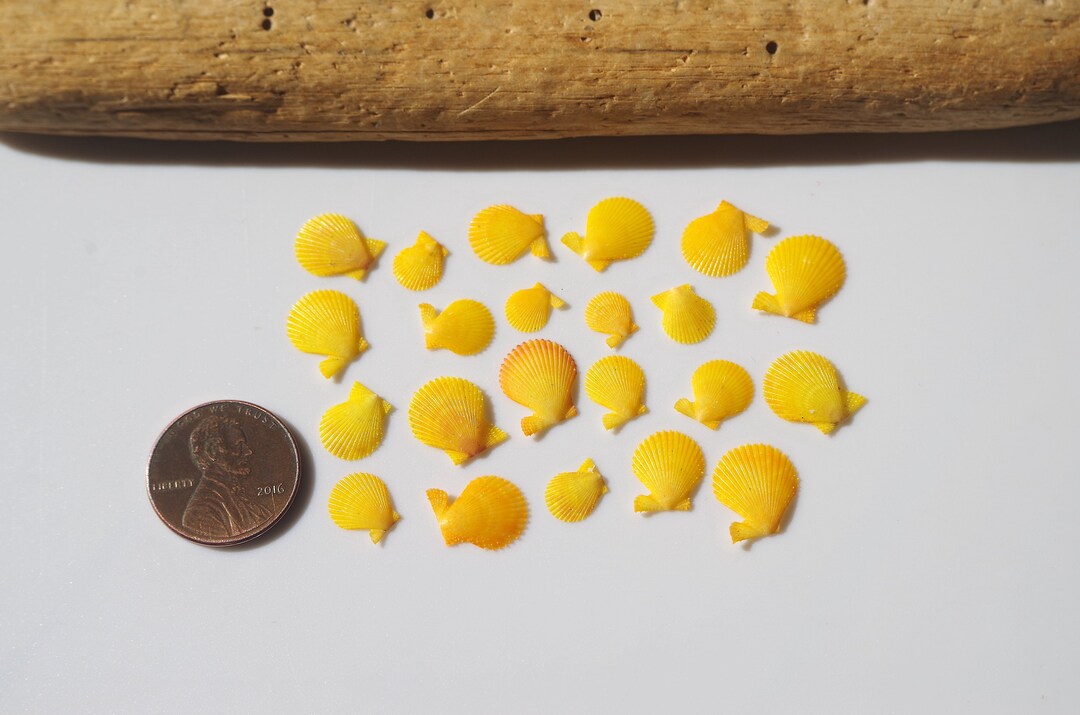 Tiny Size / Mandarin Yellow Color / Japanese Sea Shells / Japanese ...