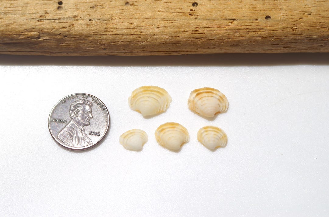 SUPER RARE / Callanaitis Hiraseana / Japanese Sea Shells / Japanese ...