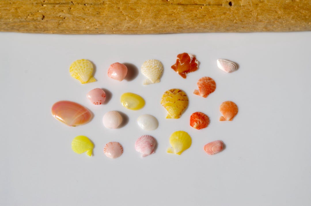 Tiny Various Small Japanese Clams / Scallop / Pecten / Japan Sea Shell ...