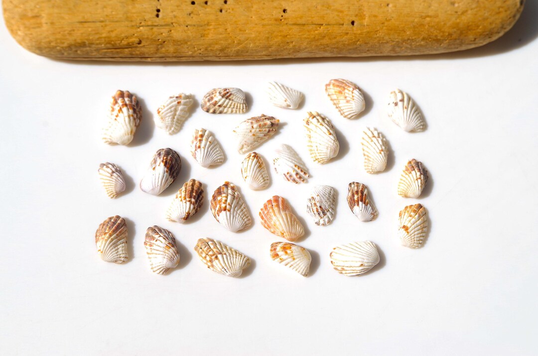 RARE / Japanese Sea Shells / Japanese Scallop / Pecten / 100％ Natural ...