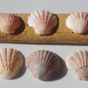 Small Japanese Sea Shells / Swift's Scallop / Pecten Albicans / 100 ...