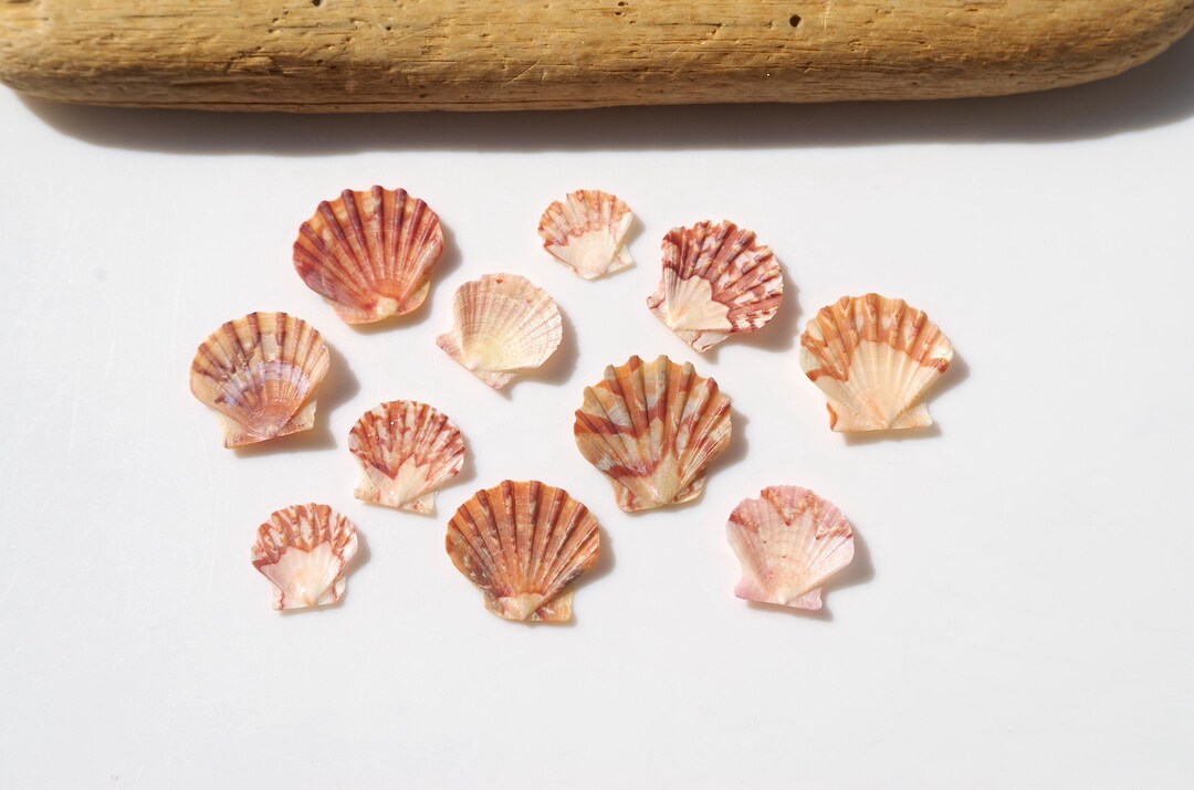 Small Japanese Sea Shells / Japanese Scallop / Pecten Sinensis ...