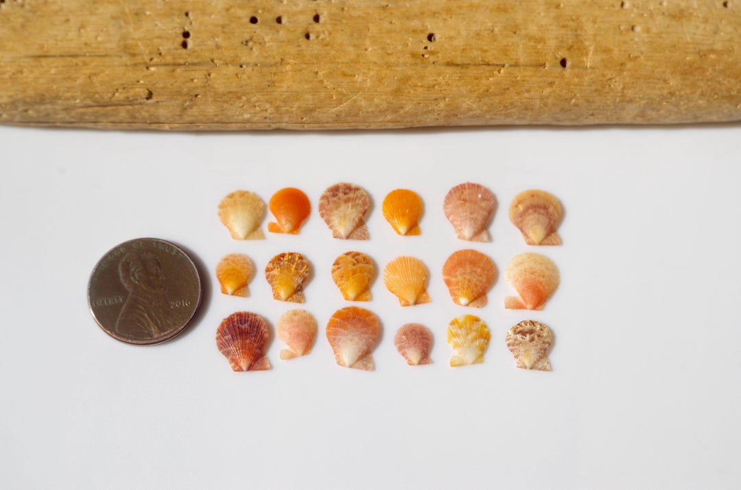 Tiny / RARE Type / Japanese Sea Shells / Japanese Pecten / 100 Genuine ...