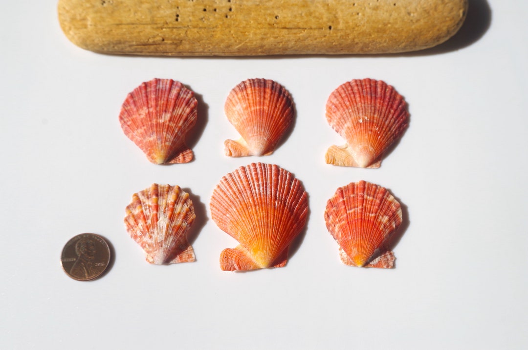 Middle Size / Japanese Sea Shells / Japanese Pecten / 100 - Etsy