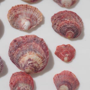 Spondylus / Spiny Oysters / Japanese Sea Shells / Japanese Pecten / 100 ...