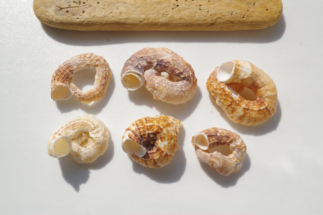 6pcs / Imbricated Worm Shell / Serpulorbis Imbricatus / Sea Shells ...