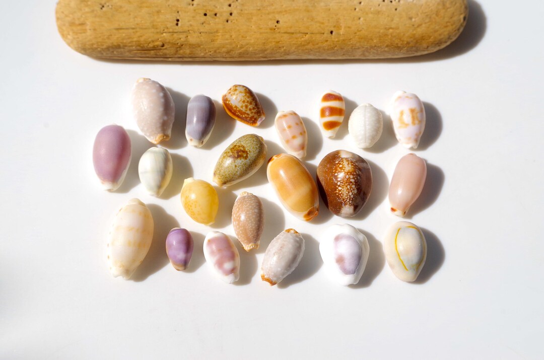 Various Cowrie / Japanese Cowry / Sea Shells / 100% Natural & Genuine ...