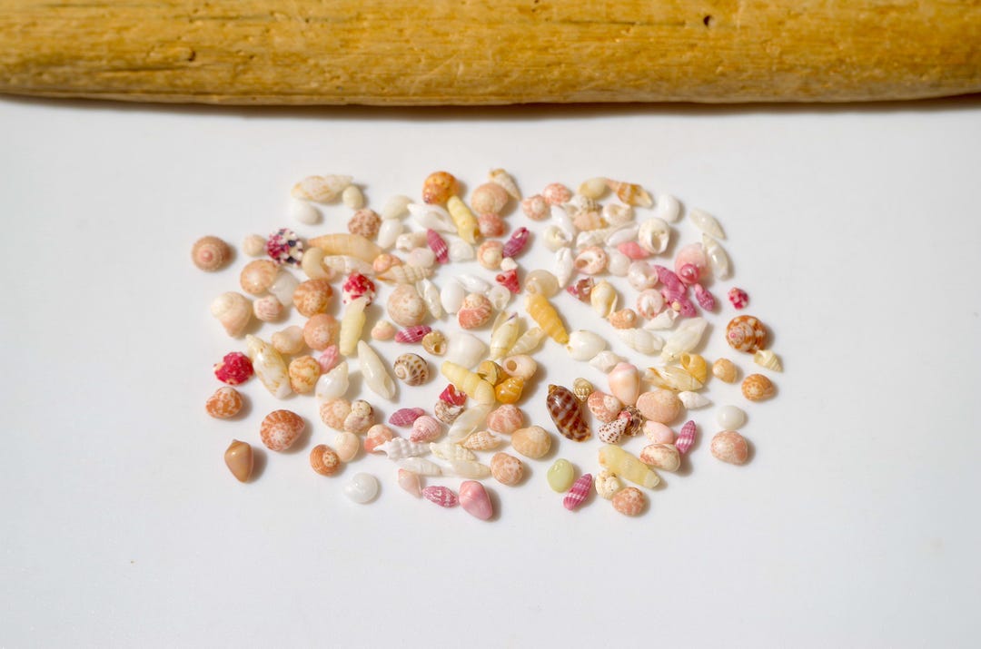 SUPER Tiny / Various Japanese Shell / Sea Shells / 100% Natural ...