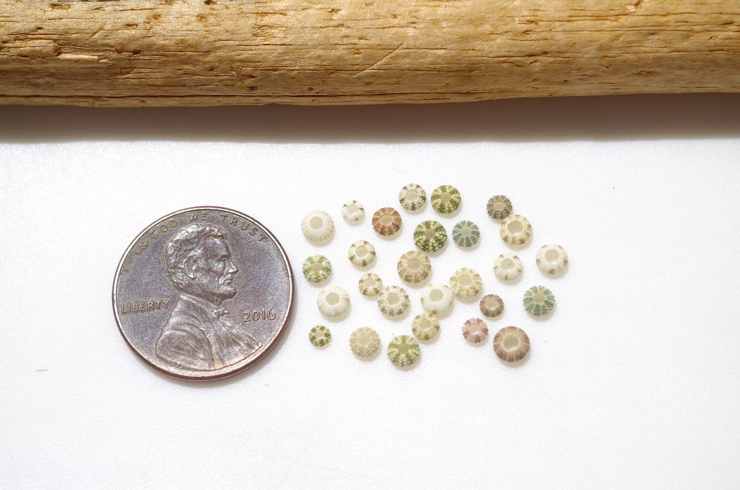 SUPER Tiny / Various Types / Japanese Sea Urchin Shells / 100% Natural ...