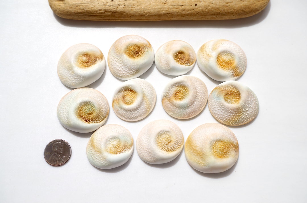 Japanese Turban Shell Lid / Sea Shells / 100% Natural & Genuine / for ...