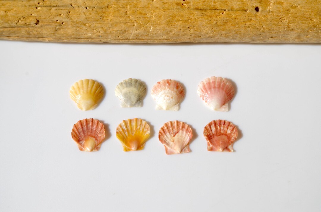Tiny Japanese Sea Shells / Swift's Scallop / Pecten Albicans / 100 ...