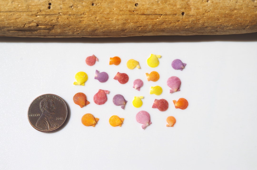 Super Tiny / Various Color / Japanese Sea Shells / Japanese - Etsy