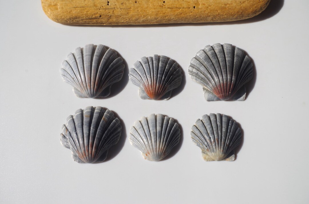 RARE Gray Color / Japanese Sea Shells / Japanese Scallop / Pecten ...