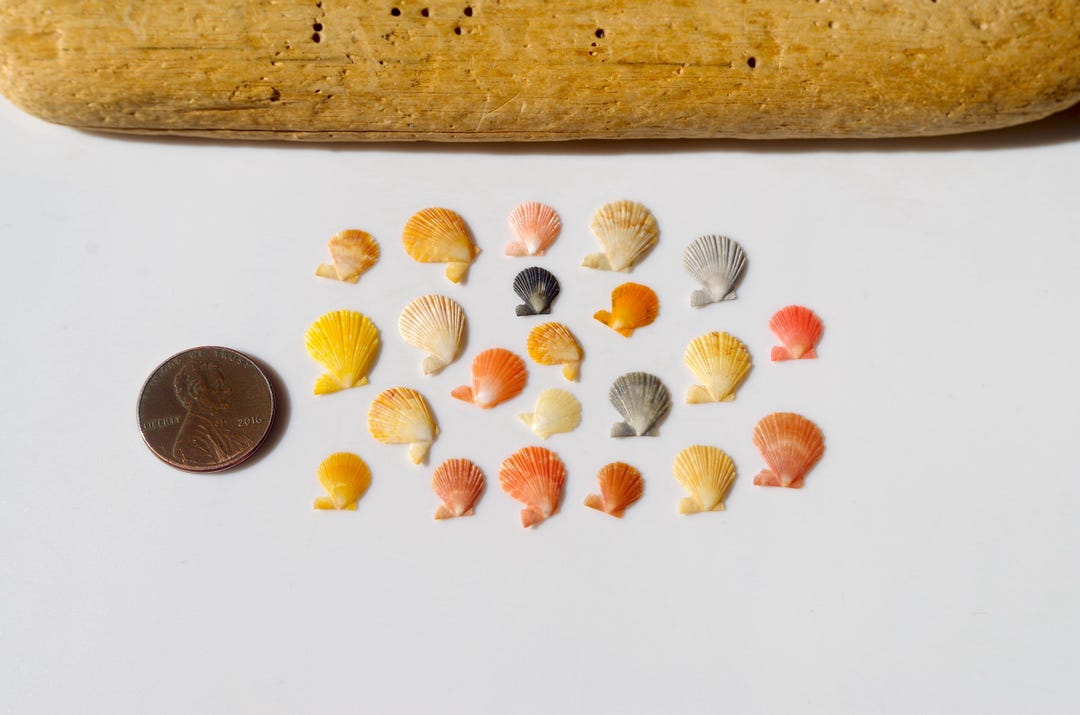 SUPER Tiny / RARE Type / Chlamys Farreri / Japanese Sea Shells ...