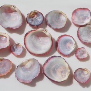 Spondylus / Spiny Oysters / Japanese Sea Shells / Japanese Pecten / 100 ...