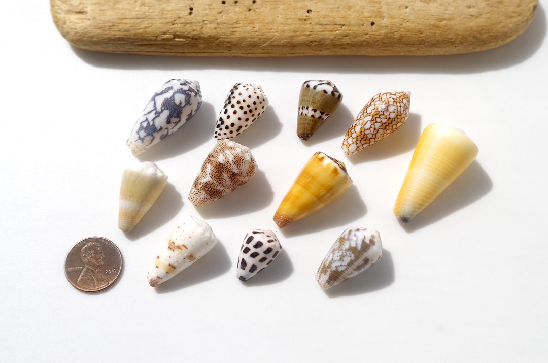 Japanese Cone Shell / Sea Shells / 100% Natural & Genuine / for ...
