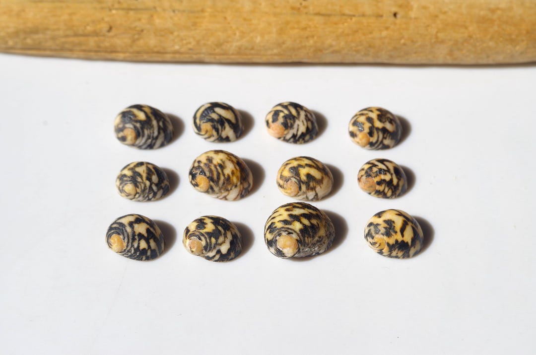 RARE Moon Snail / Mottled Pattern/ Naticidae / Japanese Shell / Sea ...