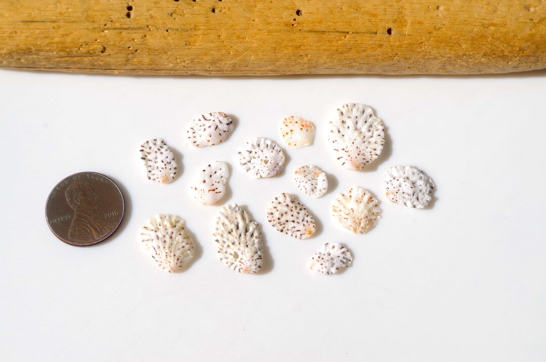 SUPER RARE / Japanese Sea Shells / Japanese Pecten / 100％ Genuine #C-69 ...