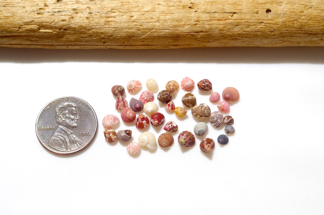 SUPER Tiny / Japanese Shell / Sea Shells / 100% Natural & Genuine / for ...