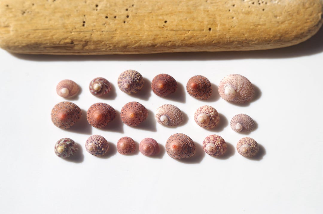 Japanese Snail Shells / 100% Genuine ＆ Surf-tumbled #Z-3 - Etsy
