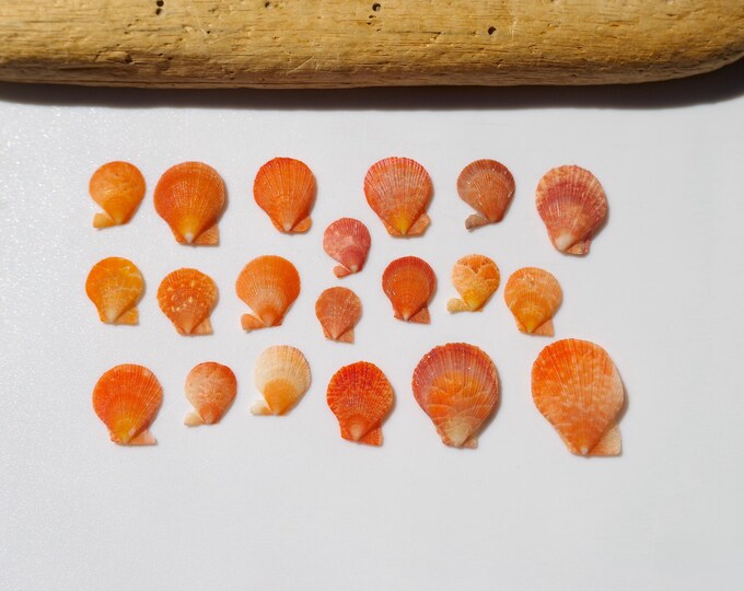Red & Orange Color / Japanese Sea Shells / Japanese Pecten / 100 ...