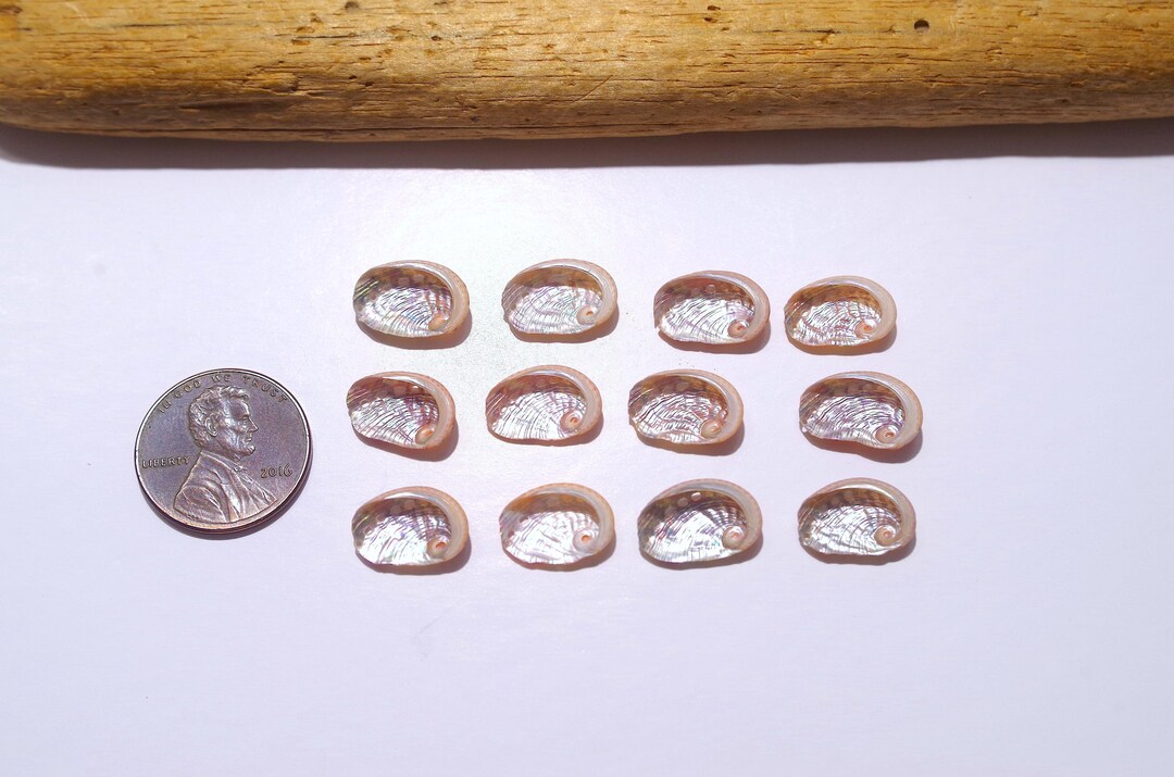 Small Japanese Abalone Shell / Sea Shells / 100% Natural & Genuine ...