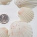 Japanese Sea Shells / Swift's Scallop / Pecten Albicans / 100 Natural ...