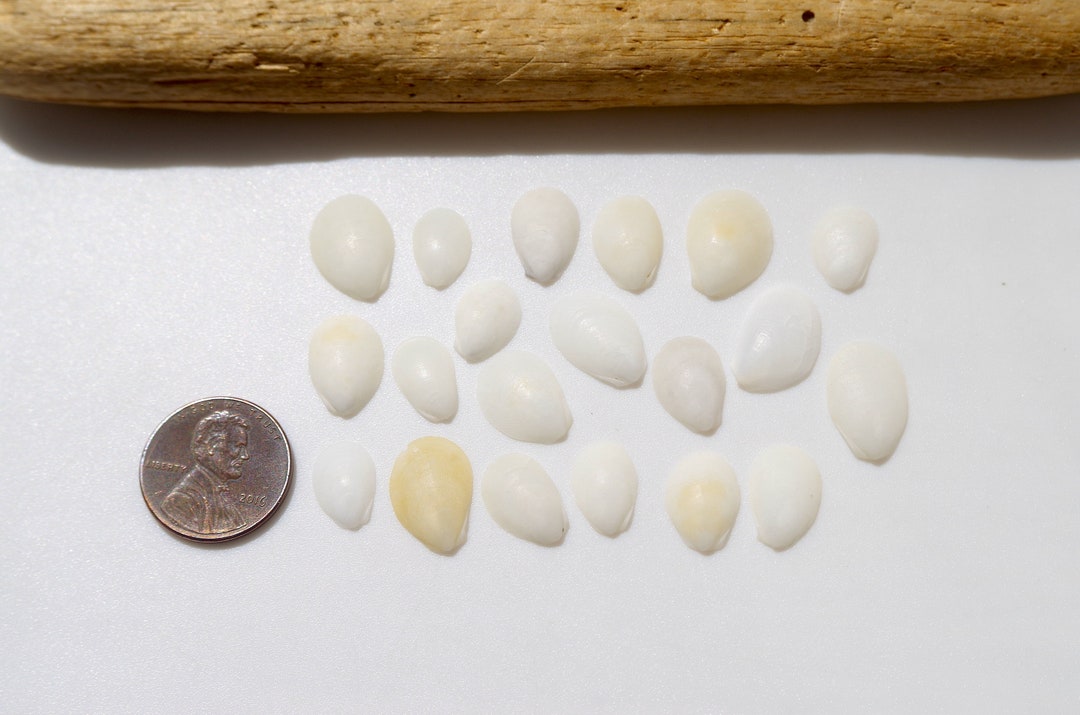 SUPER RARE / Pale White Color / Japanese Sea Shells / Japanese Pecten ...