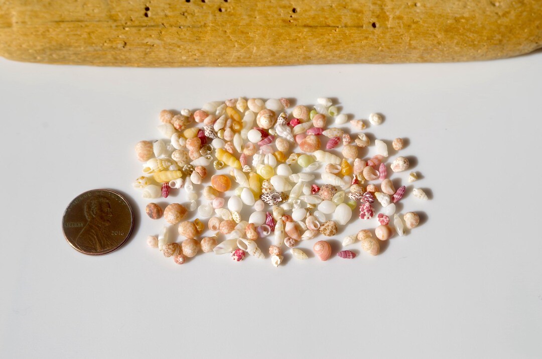 SUPER Tiny / Various Japanese Shell / Sea Shells / 100% Natural ...