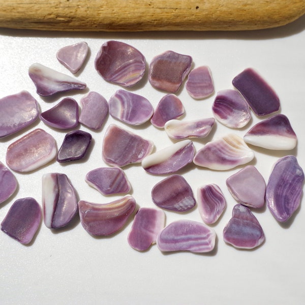 Tumbled Sea Shells - Etsy