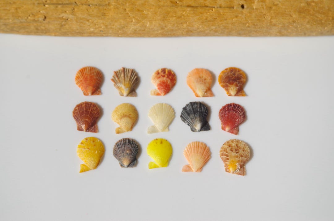 RARE Type / Japanese Sea Shells / Japanese Pecten / 100 Genuine B-73 - Etsy