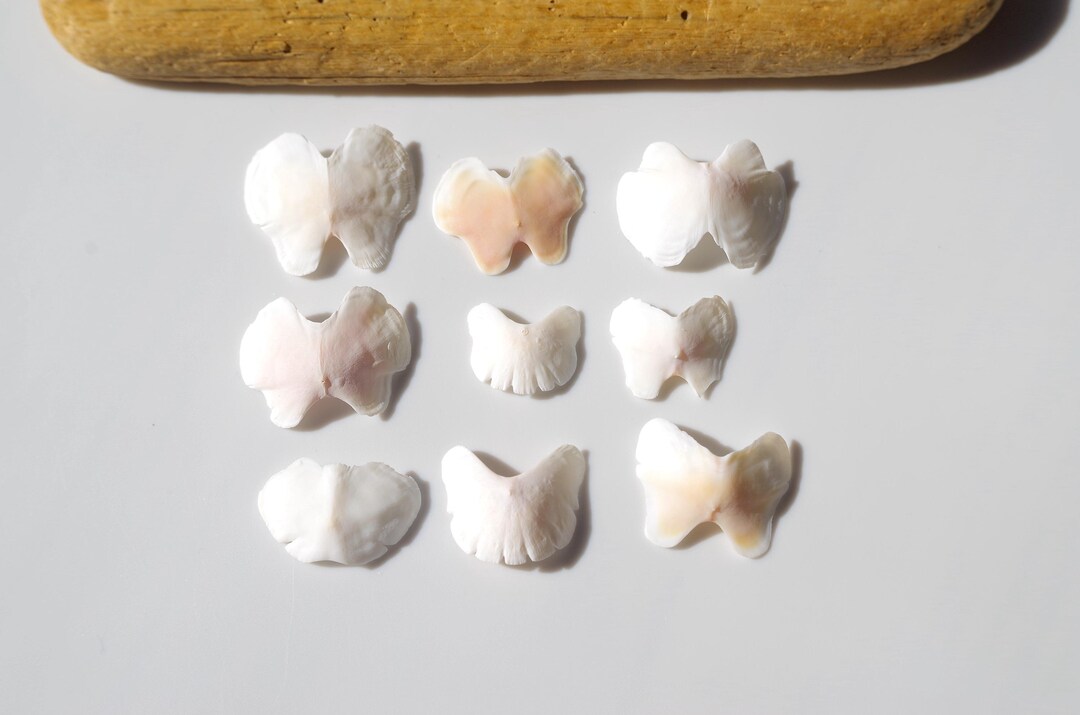 SUPER RARE / Japanese Chitons / Cryptochiton Stelleri / 100% Genuine ...